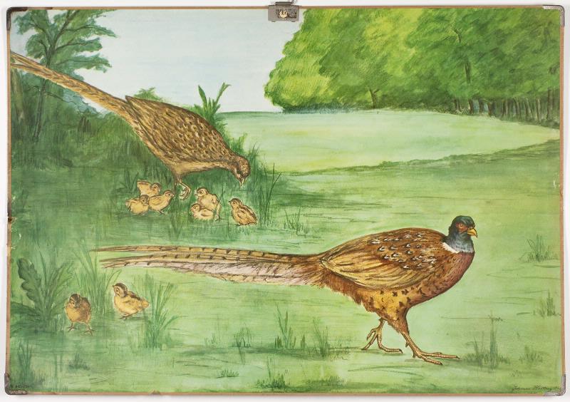 Kringla - plansch, skolplansch, Fasaner (hona, hane)